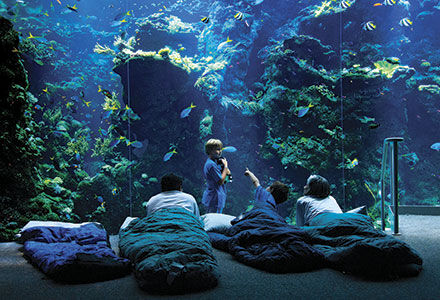 Great Places to Learn About Marine Life - Bay Area Parent Magazine